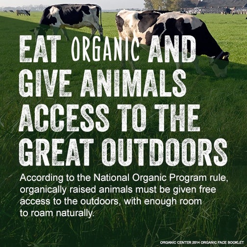Budget-Friendly Ways to Incorporate Organics Into Your Diet • The ...